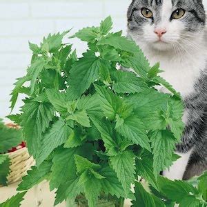 Herb Seeds 45 Culinary And Medicinal Herbs