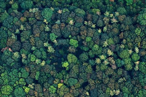 how many trees on earth are there gardeners dream