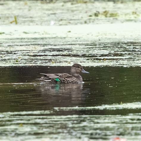 Ebird Checklist 19 Sep 2022 Ell Pond Melrose 13 Species