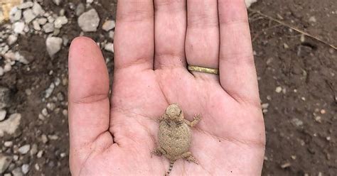 The Smallest Horned Lizard Ive Ever Seen Album On Imgur