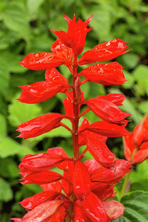 Red Salvia Flower A Photograph By John Brueske Fine Art America