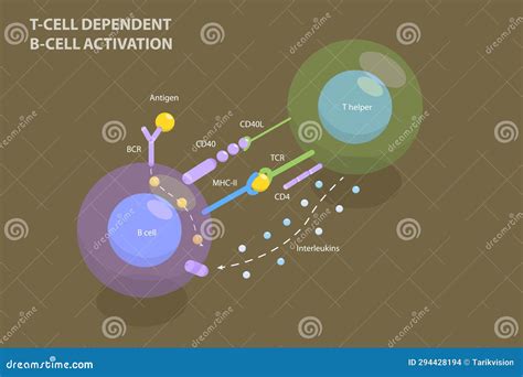 3d Isometric Flat Vector Illustration Of T Cell Dependent B Cell