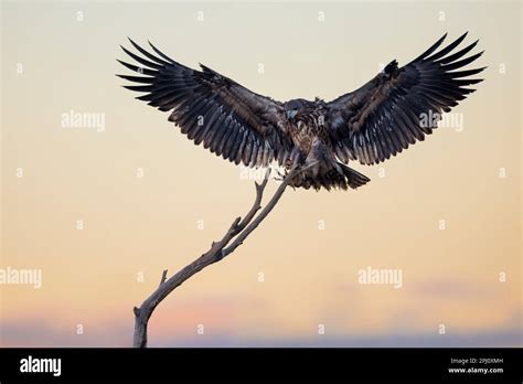 A Majestic Bald Eagle Soars Through The Sky Perched Atop A Dead Tree