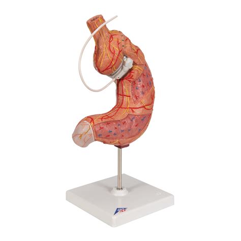 Human Stomach Model With Gastric Band 2 Part 3B Smart Anatomy K15
