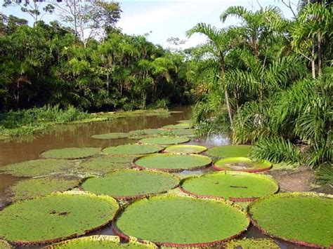 ტროპიკული გარემო October 2012