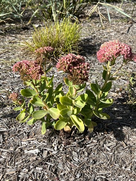Red Valerian From Amaranthus Tree Pl Upland Ca Us On June 23 2023