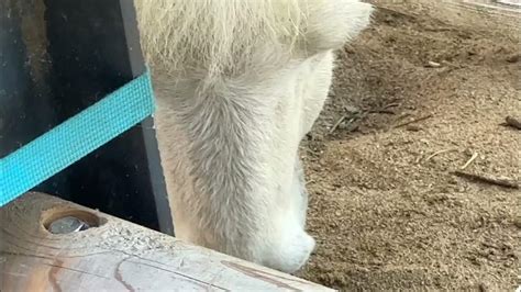 エリカちゃんのようすです。 2022年10月1日 上野動物園 野間馬 Youtube