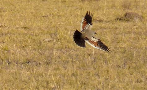 Bird Habitat Temperate Grasslands And Prairies Podcast Episode
