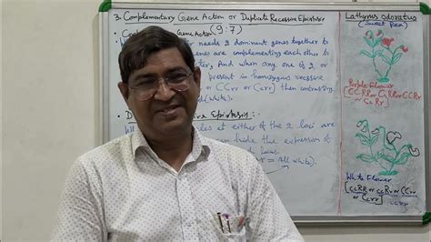 Epistatic Interaction Part 7 Complementary Gene Action Or Duplicate