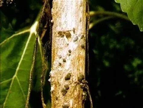 菌核病与白绢病 蔬菜病虫防治 唐春生植保