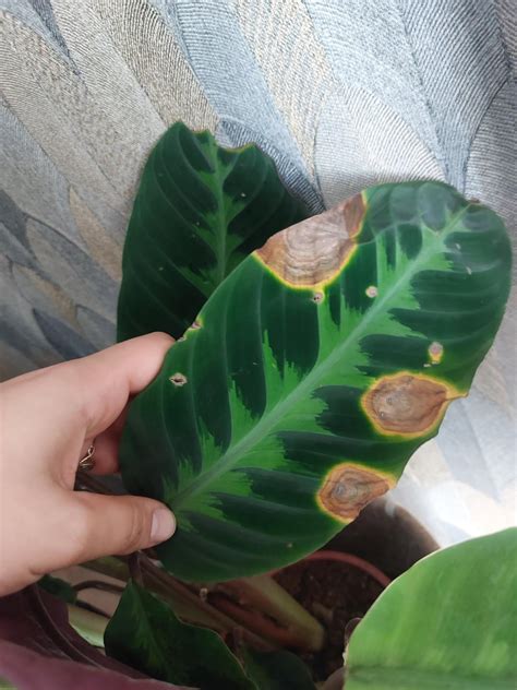 Whats Worng With My Caletheea Rhouseplants