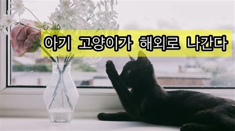 버려진 아기 한국으로 입양하기 Youtube