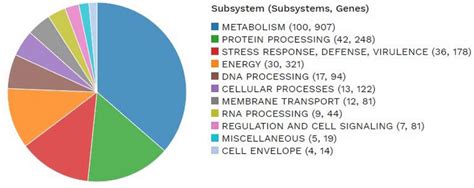 An Overview Of Subsystems Obtained From Annotation Of Genome Using Rast