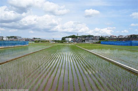 YOKOHAMA SNAP田奈初夏の田園風景 THE YOKOHAMA STANDARD