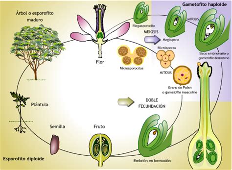 Cuaderno de Ciencias Naturales ANIMACIONES REPRODUCCIÓN SEXUAL EN PLANTAS
