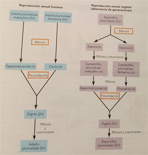 Alternancia De Generaciones La Alternancia De Generaciones Como
