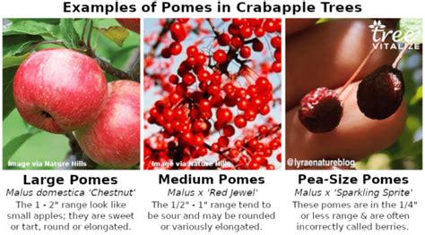 20 Different Types Of Crabapple Trees And Identifying Features