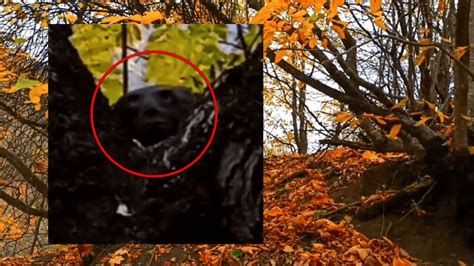Загадочное существо похожее на инопланетянина снято на камеру в глухих лесах смотреть видео