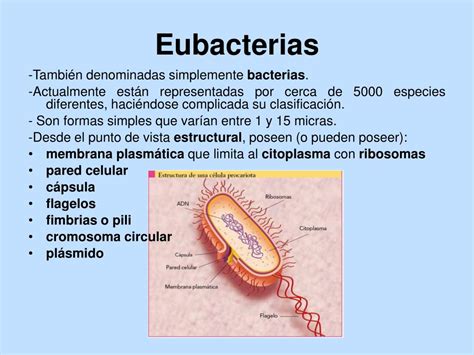 Ppt MicrobiologÍa Unidades 24 27 Powerpoint Presentation Free
