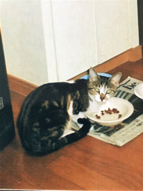 たま東京都板橋区の迷子猫 On Twitter たま捜索中背中は黒・灰・焦げ茶、胸・腹・四肢は白、かかとに模様。尻尾は真っ直ぐで長く黒