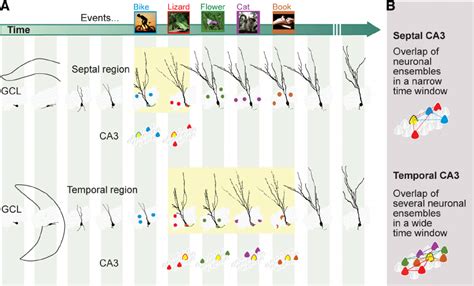 Potential Role For The Differential Timing Of Neuronal Maturation In
