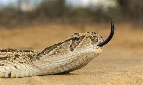Mpala Live Field Guide Puff Adder Mpalalive