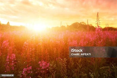 이반 차 또는 일몰 분야 클로즈업에 바늘꽃속 허브 차 핑크 석양에 Rosebay Willowherb의 꽃입니다 0명에 대한 스톡