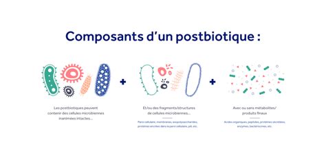 Qu Est Ce Que Les Postbiotiques About Postbiotics