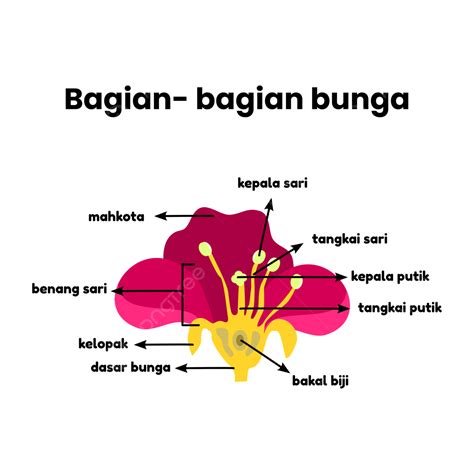 Structure Of Flower Parts Flower Parts Flower Parts Illustration