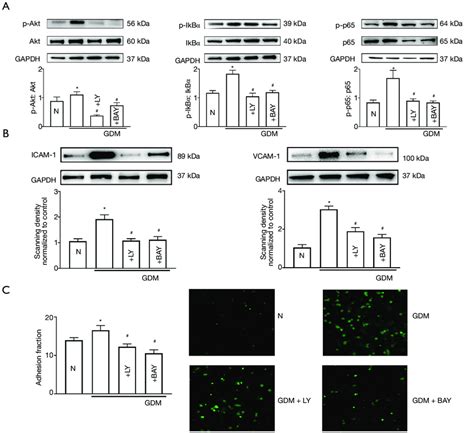 Ly294002 And Bay11 7082 Attenuated Cell Adhesion And Icam 1vcam 1