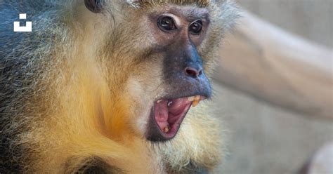 Foto Um Close Up De Um Macaco Com A Boca Aberta Imagem De Cleveland Grátis No Unsplash