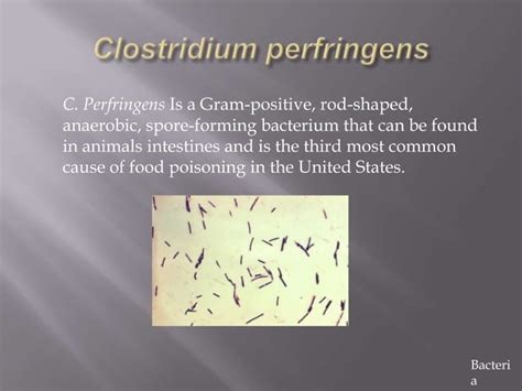 Bacteria And Archaea Examples Ppt