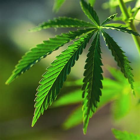 Hemp Seed Carrier Oil Unrefined