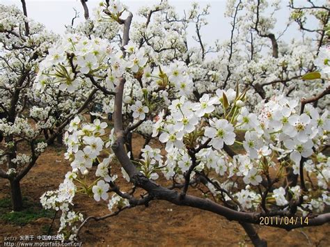 阳信梨花节2021音乐节阳信梨花节2021滨州音乐节2021第10页大山谷图库