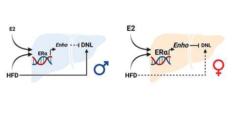 Nutrients Free Full Text Erα Dependent Regulation Of Adropin