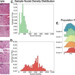 Algorithm Pipeline For Automated Quantification Of Synovial Nuclei A