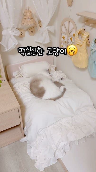 고양이 전용 침대에서 귀엽게 자는고양🥱 Cat 고양이 Cute Youtube