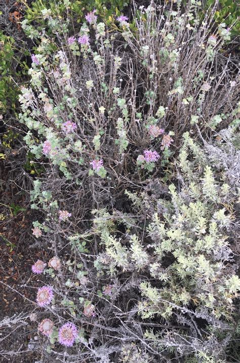 Monardella Villosa Ssp Franciscana Calflora