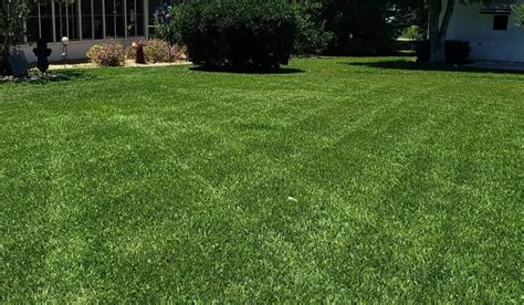 Bahia Grass Pros And Cons Is Bahia Grass Good Yard Floor