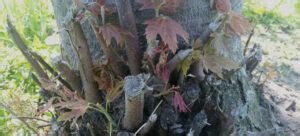 How To Get Rid Of Tree Saplings In Lawns