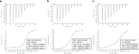 Itc Binding Of Recombinant Mscl Constructs To Lrp6 A B C Raw Download Scientific Diagram