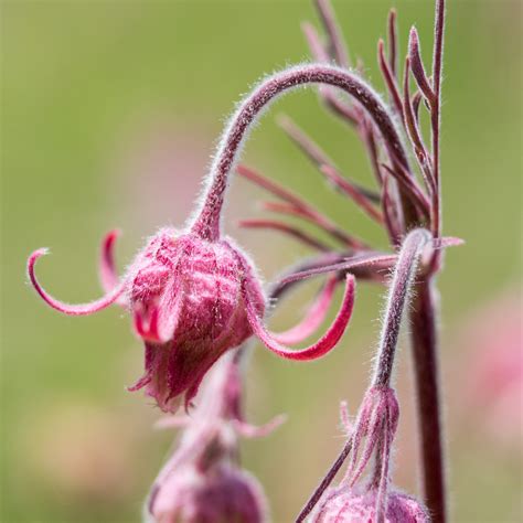 Native Plants Guide U Of I Sustainability