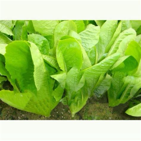 城禾農產🍃 白甜脆萵苣種子 1磅 約45萬粒 白甜脆萵苣種子 甜脆萵苣種子 生菜種子 萵苣種子 甜萵苣種子 甜蘿蔓種子 蝦皮購物