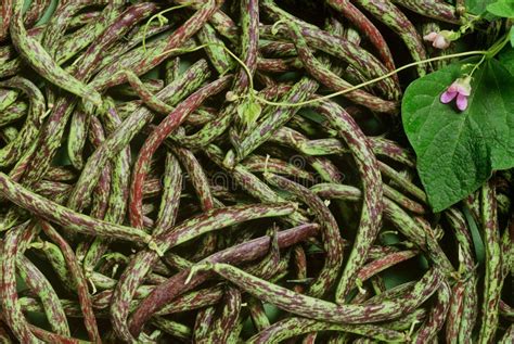 String Beans Stock Image Image Of String Market Fresh 18173449