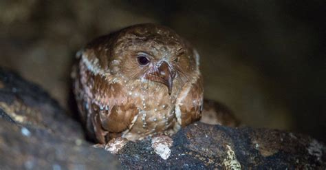 Echolocation A Z Animals