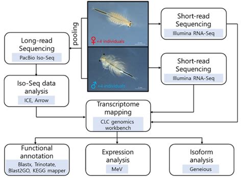 Workflow Of The Bioinformatic Steps The Photographs Of Female And Male