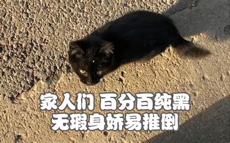 小小黑一蹦一跳的向我走来 哔哩哔哩