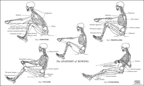 Anatomy Of Rowing Poster Rock The Boat