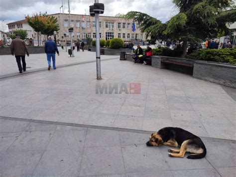 Жртвите каснати од куче доживуваат траума преку едукација до намалување на ризикот од напади