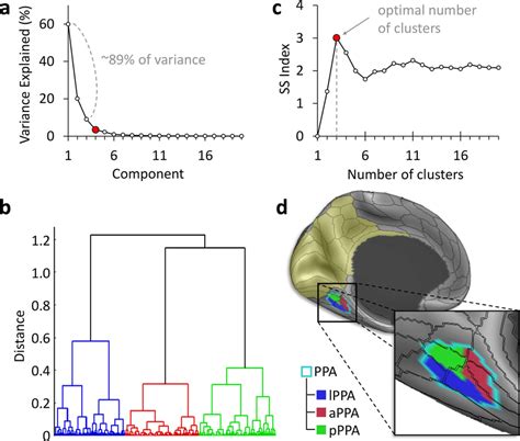 Clustering Analysis Of The Ppa Reveals Multiple Anatomical Download Scientific Diagram